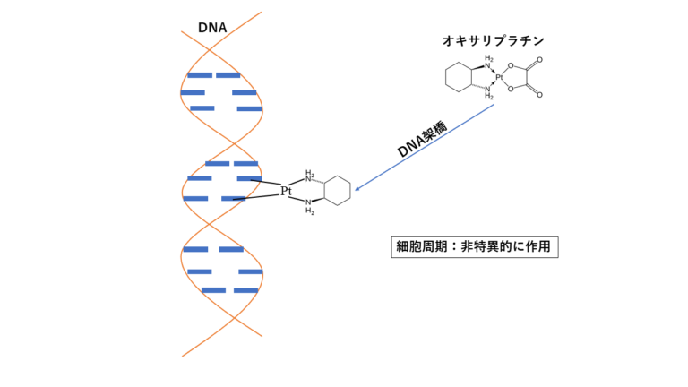 薬ケモ（薬剤師向け化学療法解説）CapeOX（XELOX：カペシタビン＋オキサリプラチン）療法 | 薬インフォドットコム